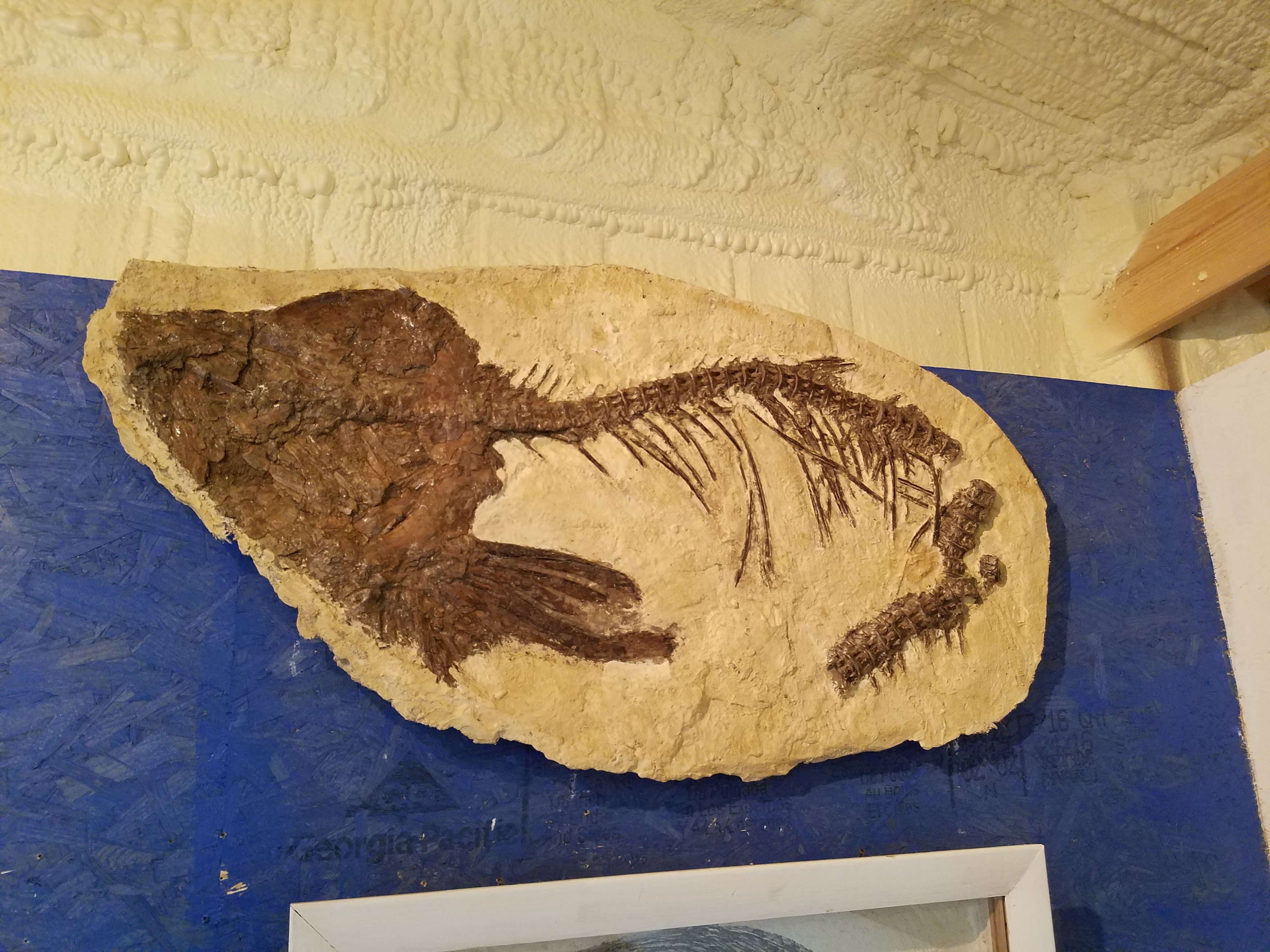 My own "museum" - Member Collections - The Fossil Forum