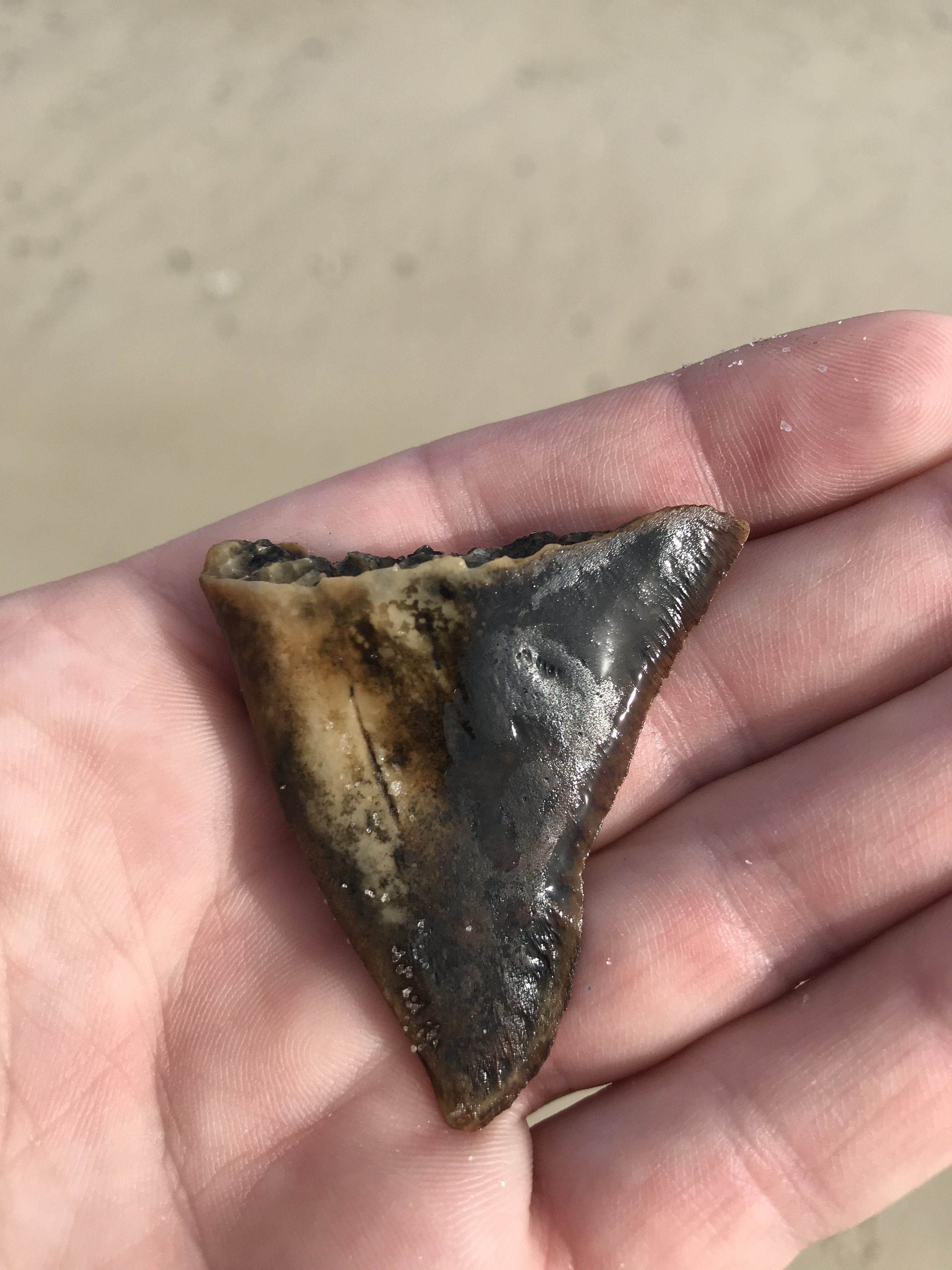 Any ideas? - Fossil ID - The Fossil Forum