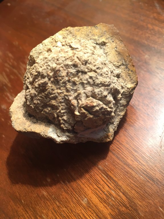 Another Fossilized Nut? - Fossil ID - The Fossil Forum