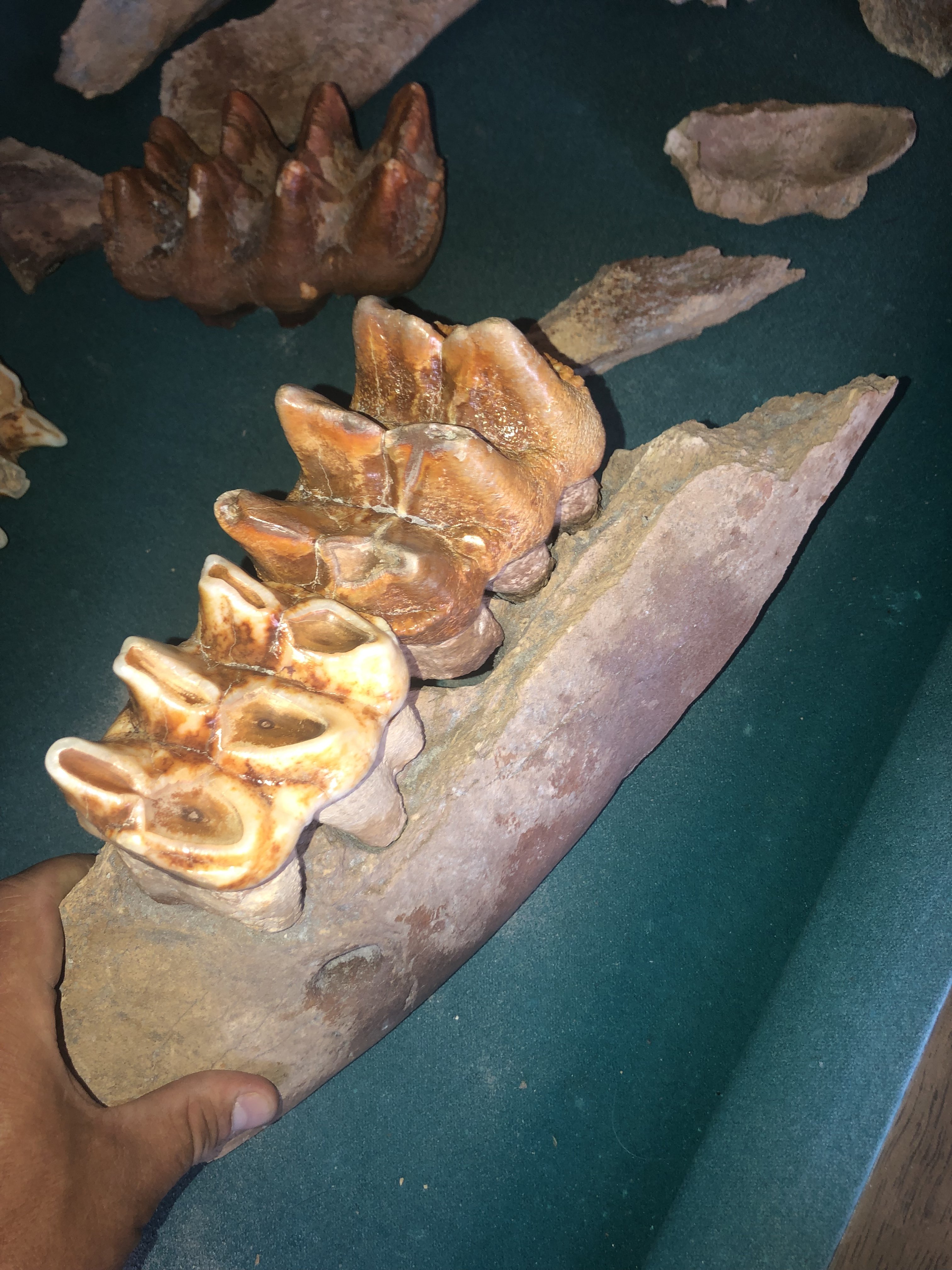 Mastodon bones & teeth - Member Collections - The Fossil Forum