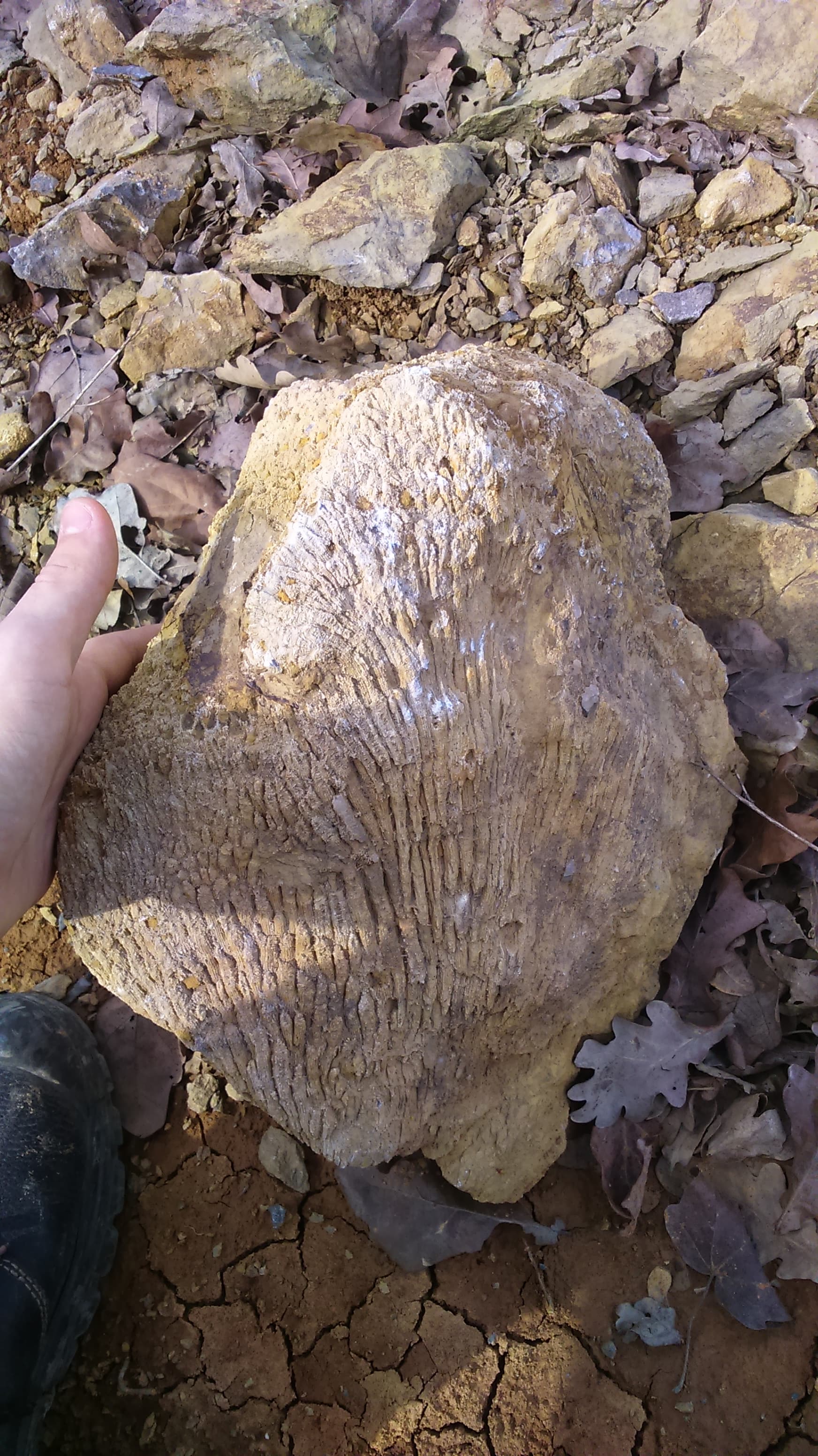 Fossil hunting in the Ardennes - Fossil Hunting Trips - The Fossil Forum