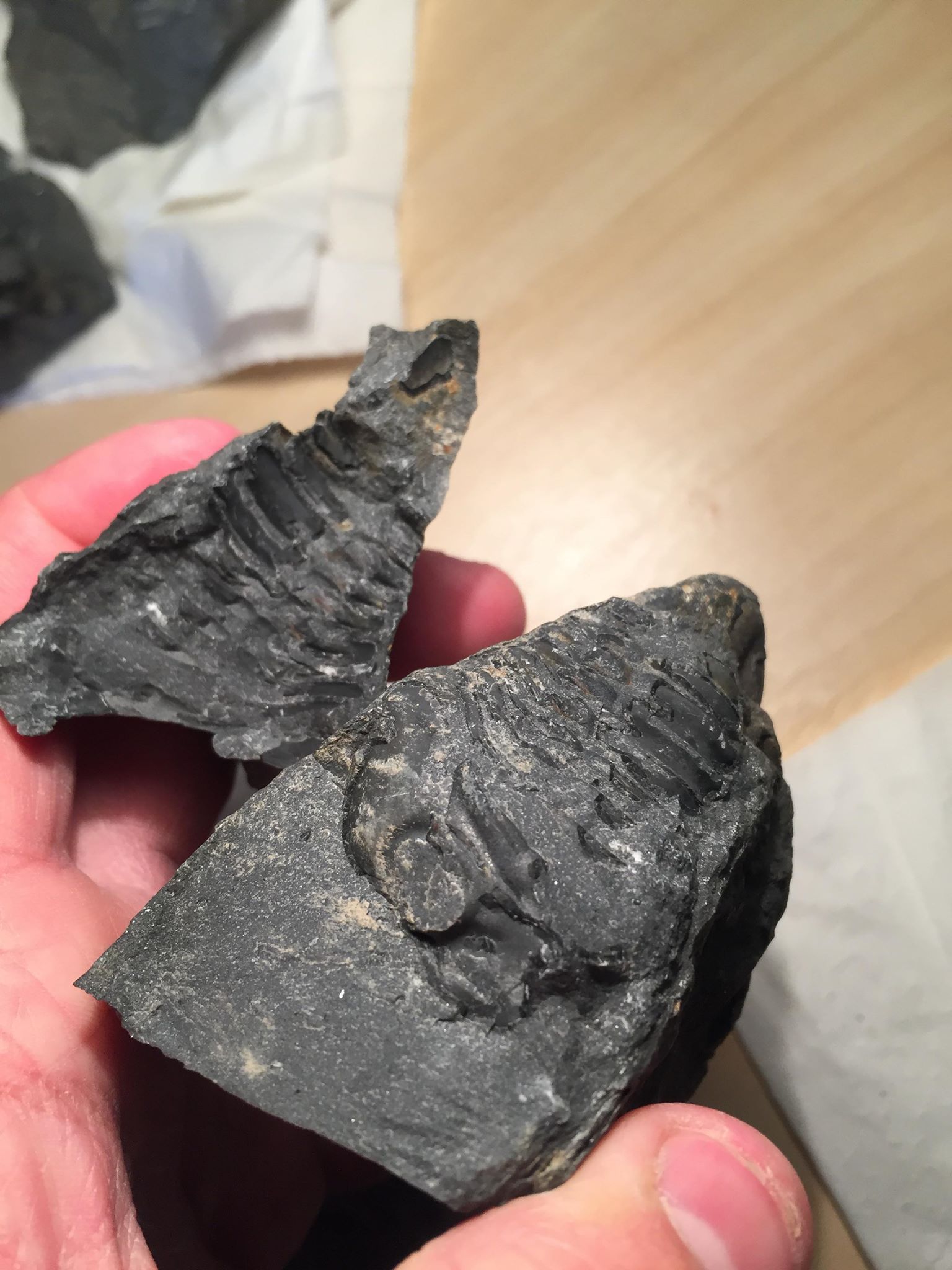 My findings - The Fossil Forum