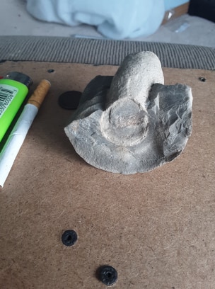 Murdock Beach Fossils WA - Fossil ID - The Fossil Forum