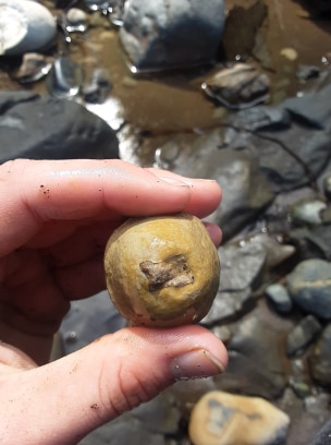 Murdock Beach Fossils WA - Fossil ID - The Fossil Forum