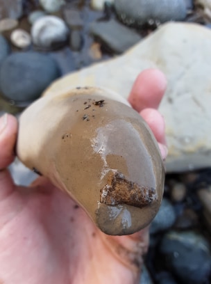 Murdock Beach Fossils WA - Fossil ID - The Fossil Forum