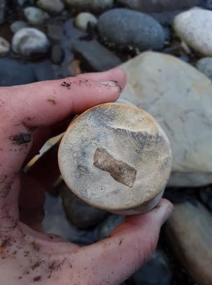 Murdock Beach Fossils WA - Fossil ID - The Fossil Forum