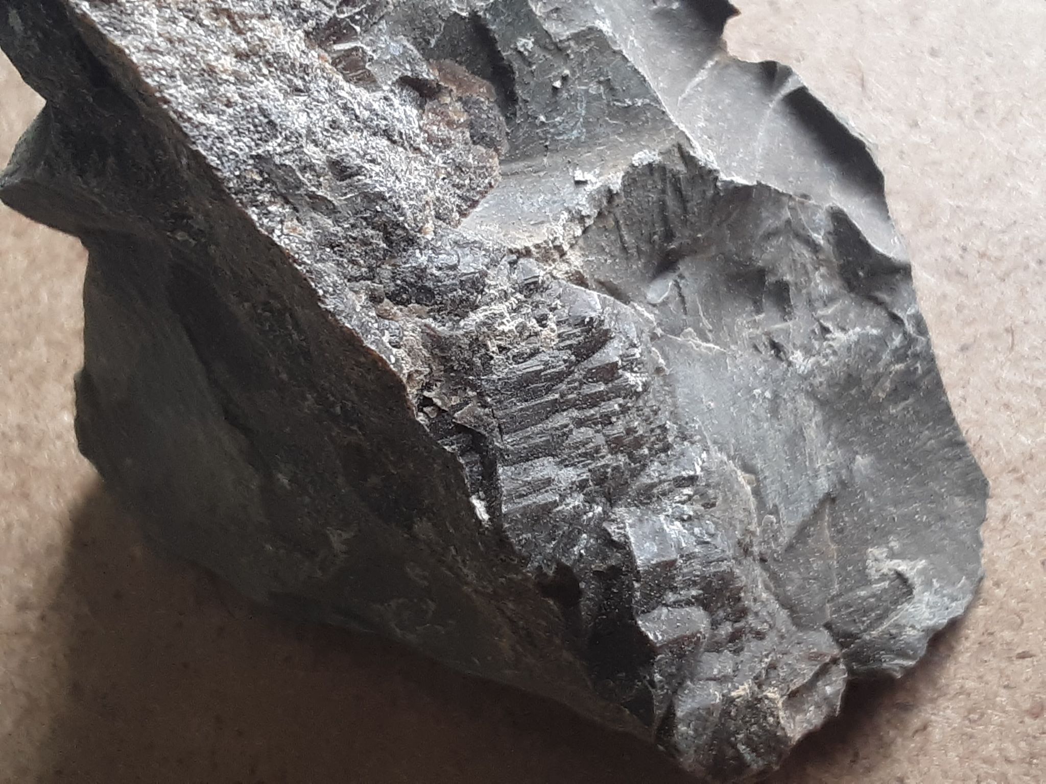Murdock Beach Fossils WA - Fossil ID - The Fossil Forum