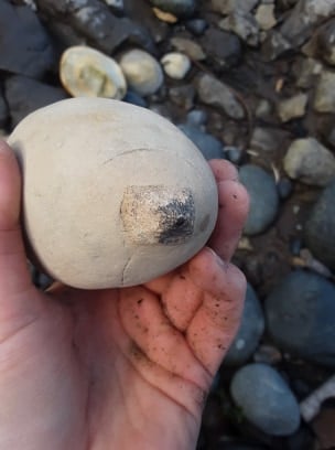 Murdock Beach Fossils WA - Fossil ID - The Fossil Forum