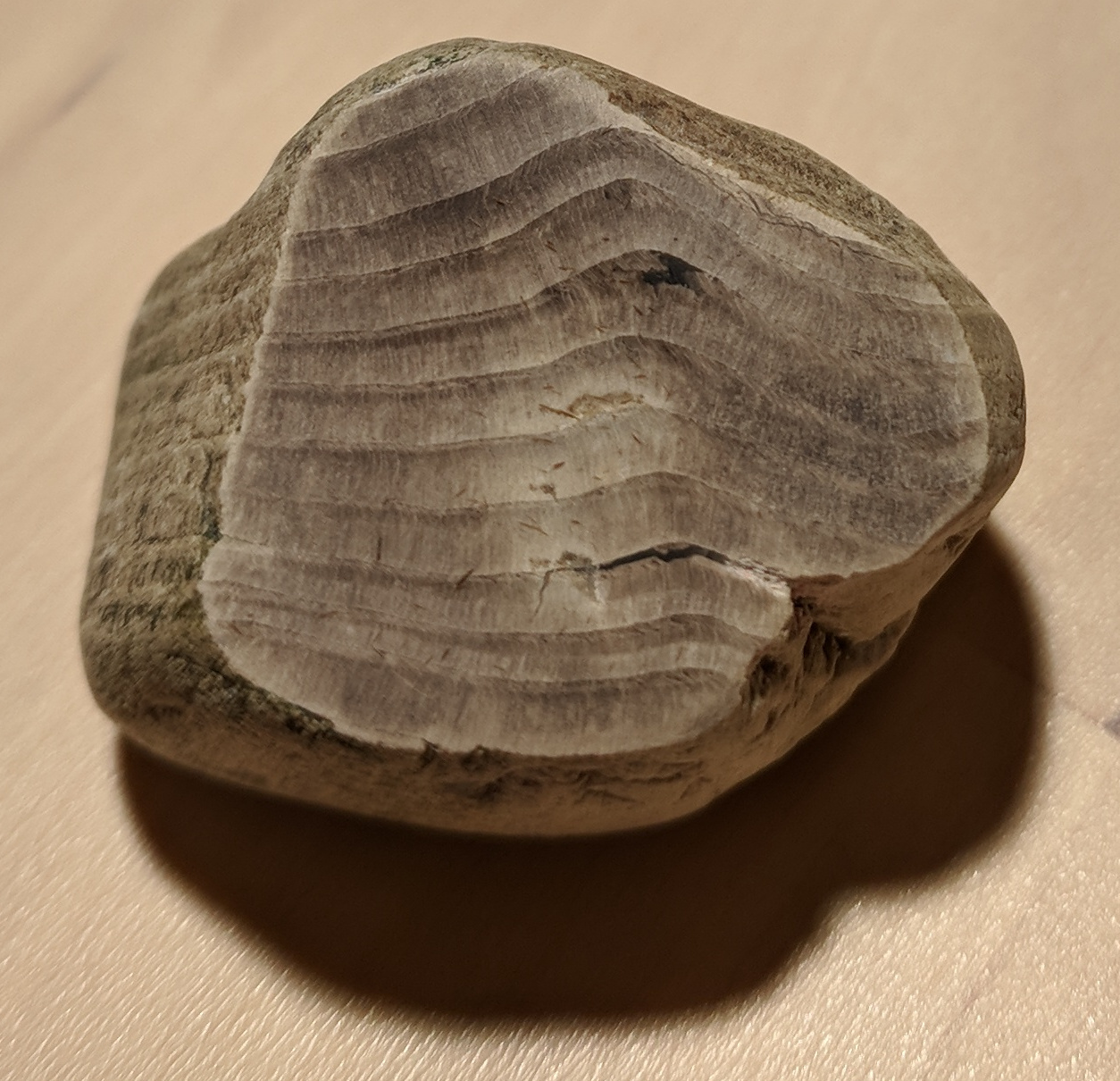 Another "is this petrified wood" post - Fossil ID - The Fossil Forum