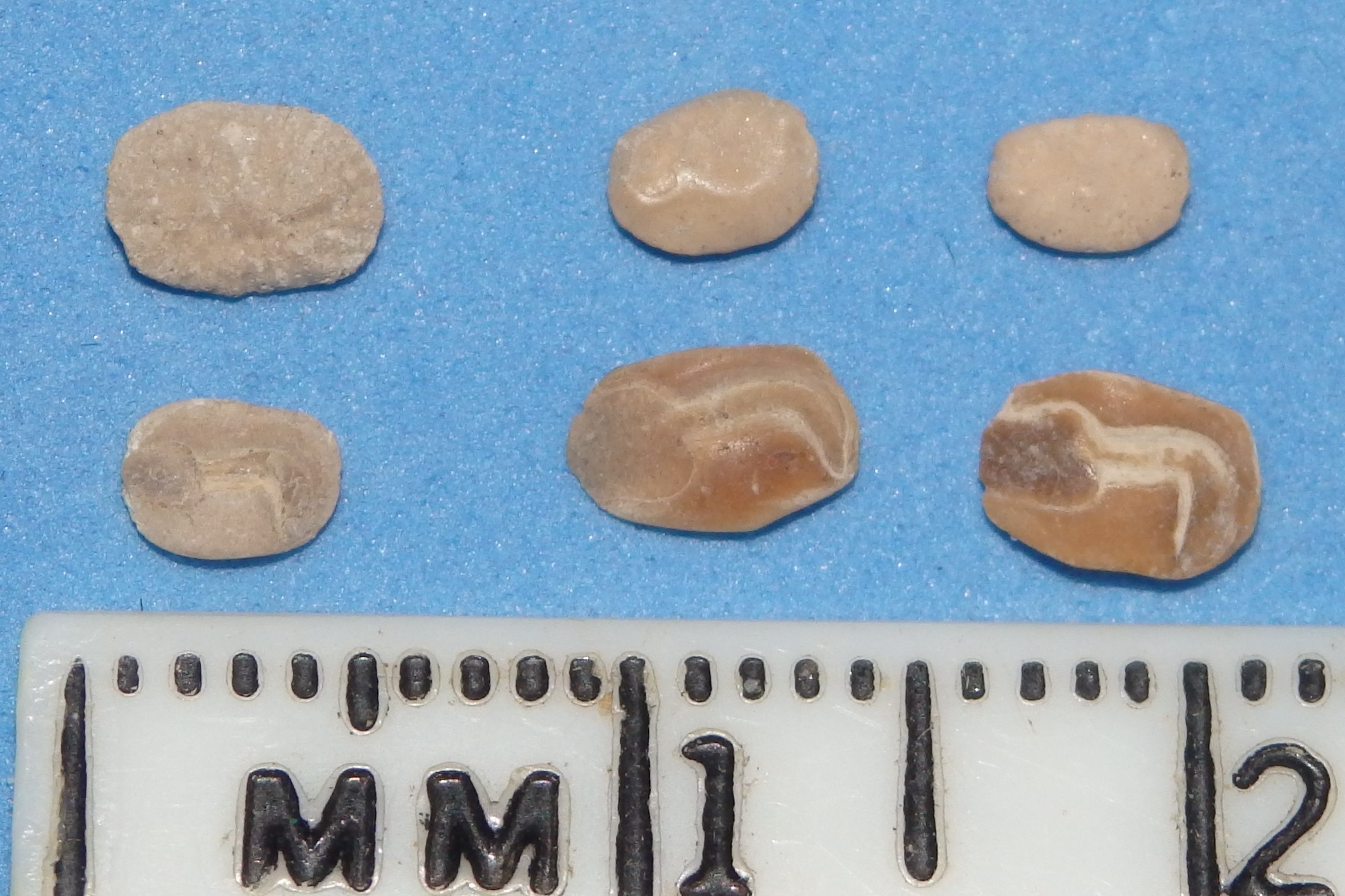Otoliths near Aquasco, Prince George's Co., Md - Member Collections ...