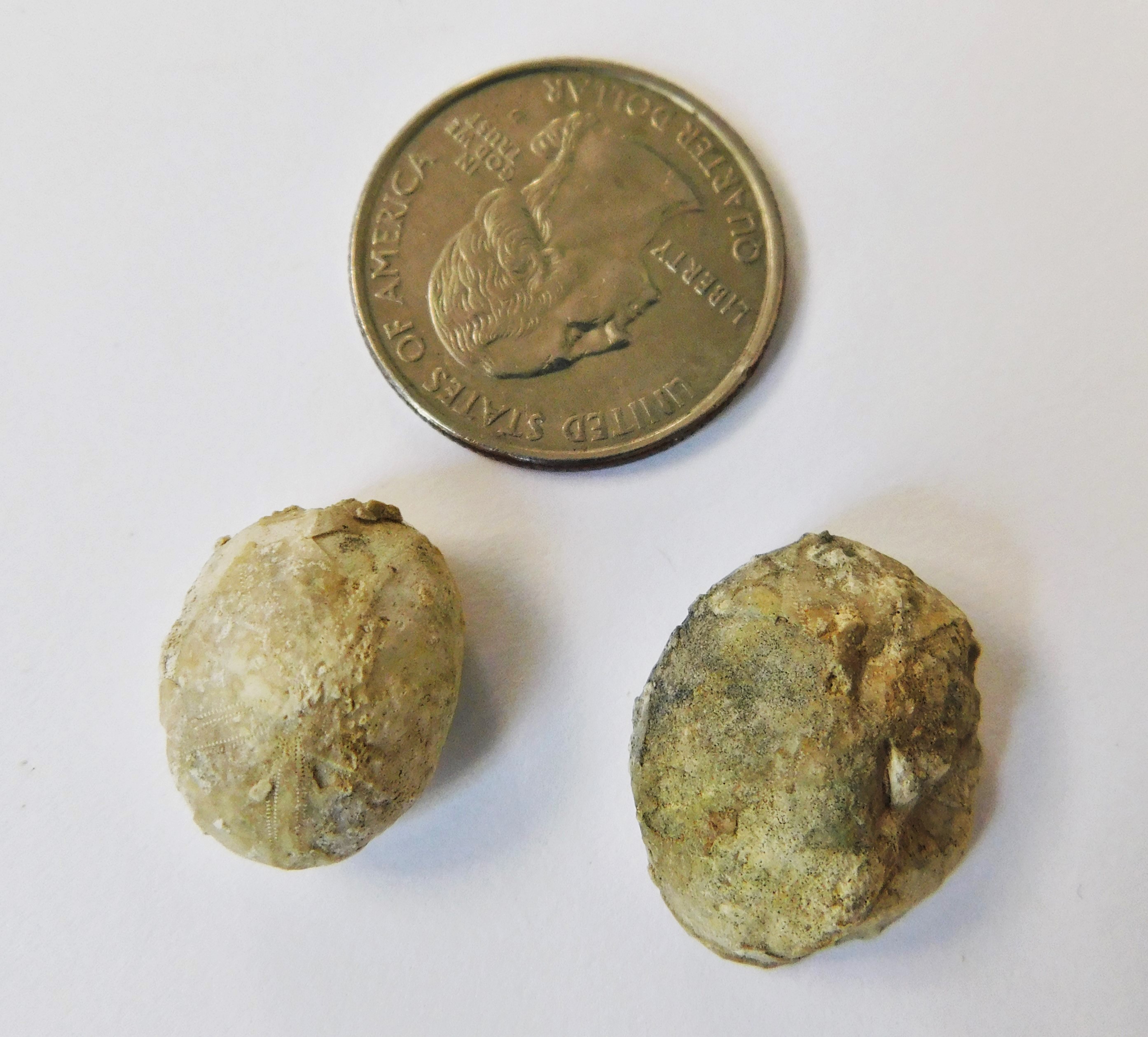 ALL THE ECHINOIDS (of Texas anyways) - Fossil Hunting Trips - The ...
