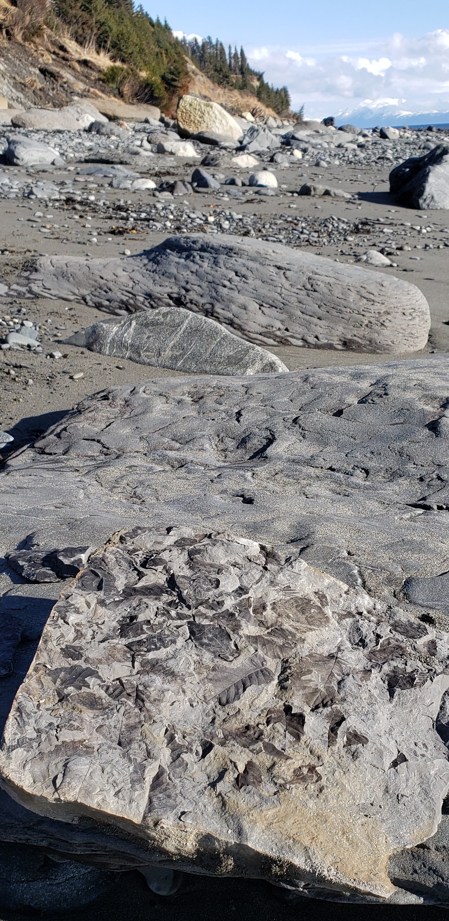 Quick trip to my local beach - Fossil Hunting Trips - The Fossil Forum