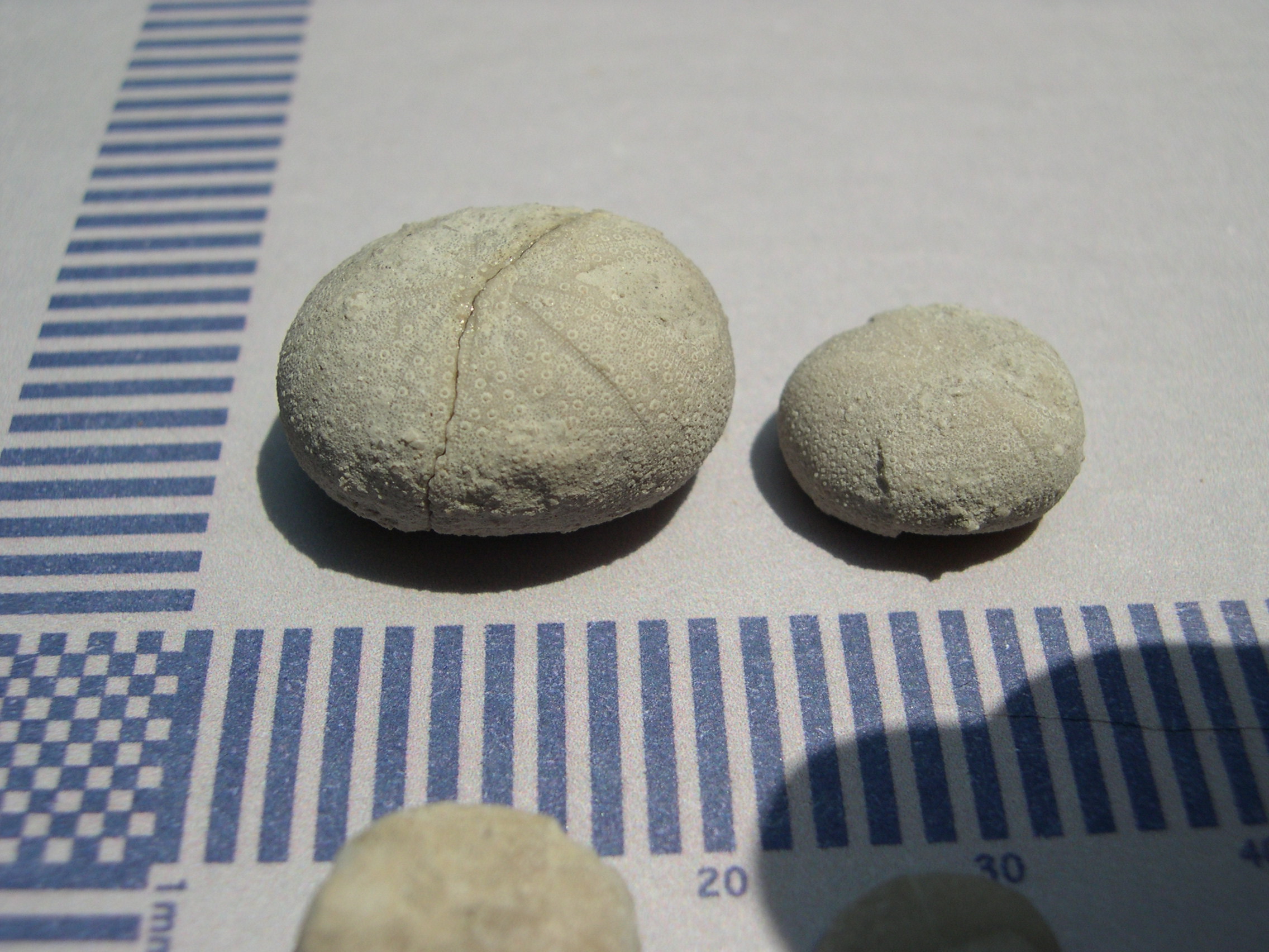 ALL THE ECHINOIDS (of Texas anyways) - Fossil Hunting Trips - The ...