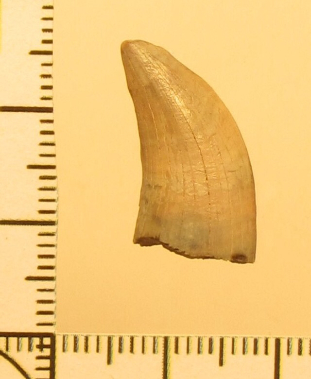 Strange juvenile gorgosaurus tooth - Fossil ID - The Fossil Forum
