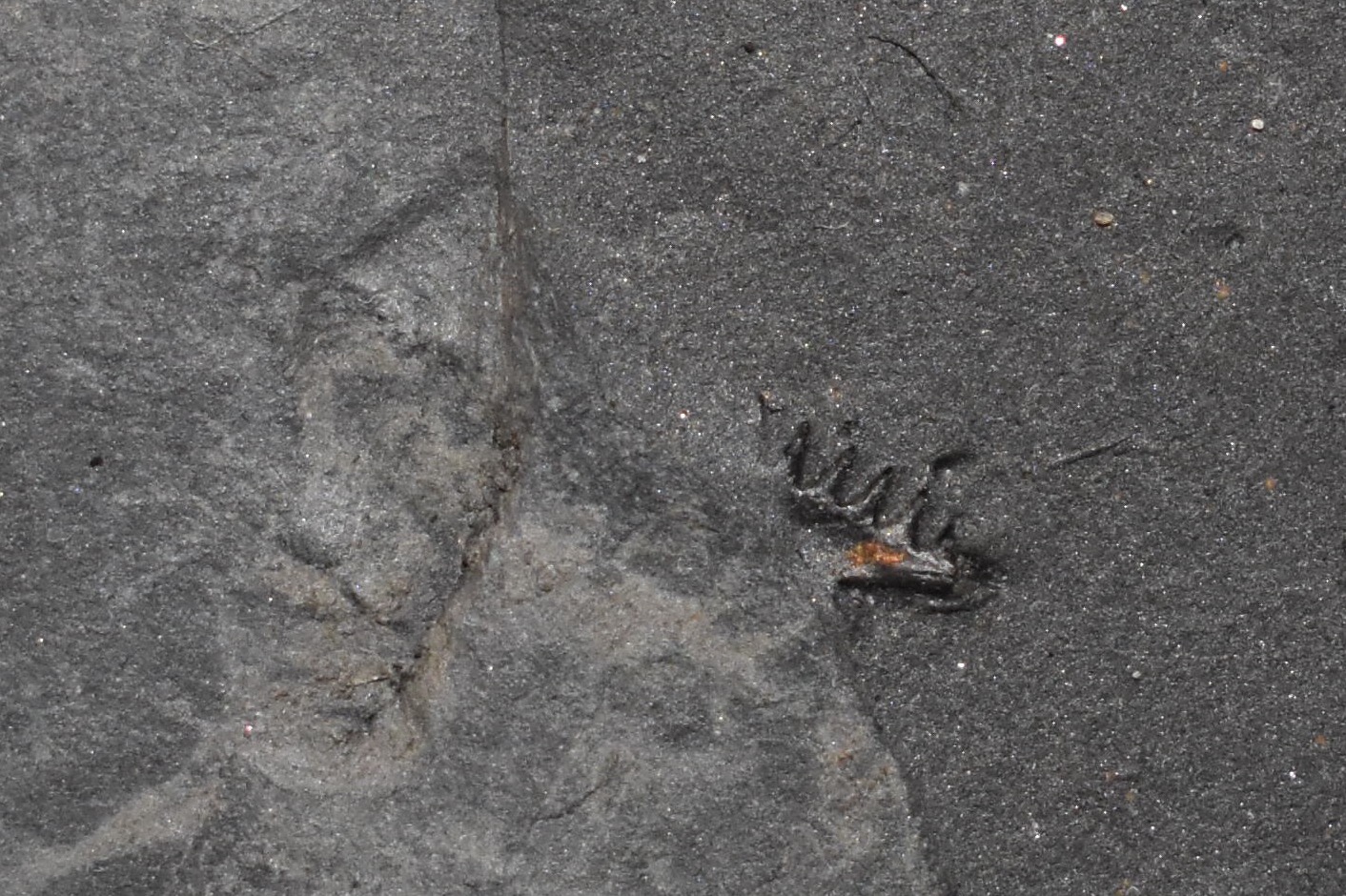 Carboniferous amphibian jaw? - Fossil ID - The Fossil Forum