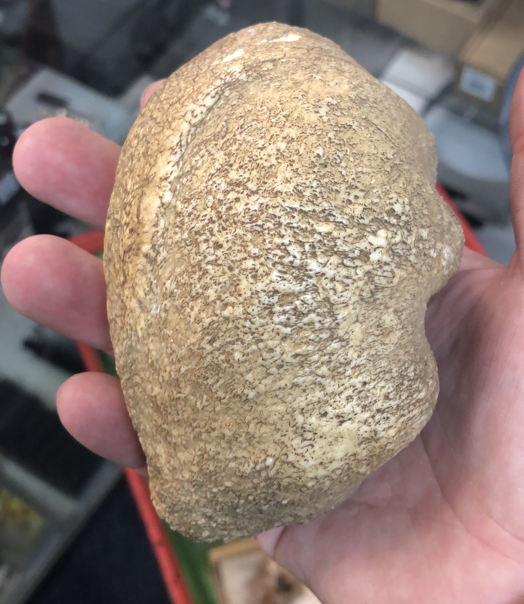 Whale inner ear? - Fossil ID - The Fossil Forum