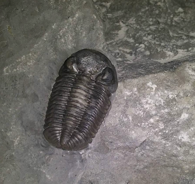 Trilobites - Fossil ID - The Fossil Forum