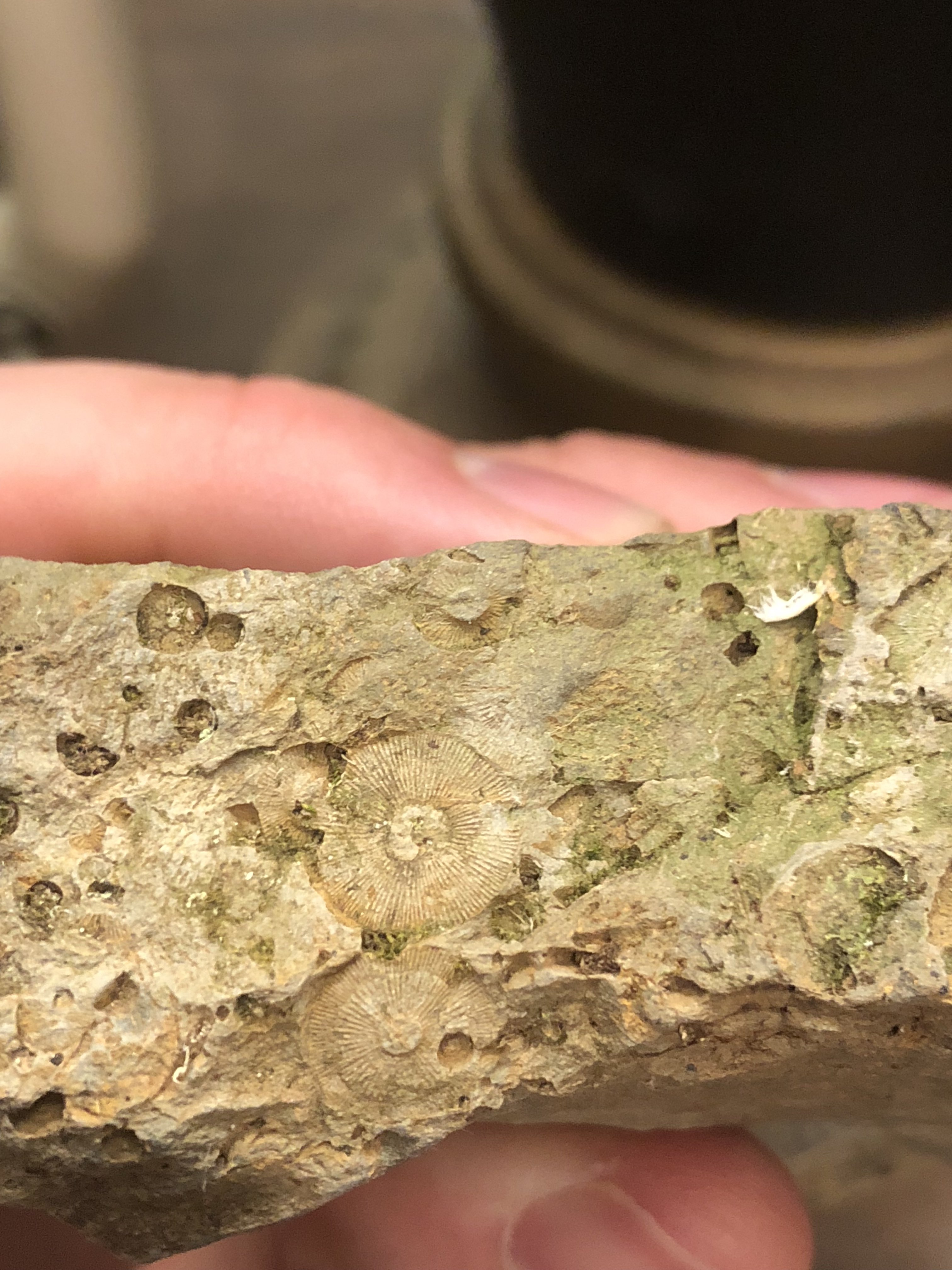 Devonian Age fossils - Fossil ID - The Fossil Forum
