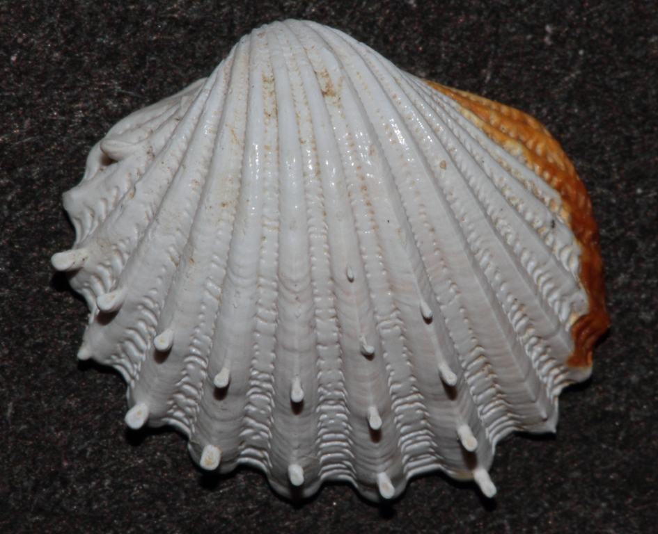 Miosen bivalvia - Fossil ID - The Fossil Forum