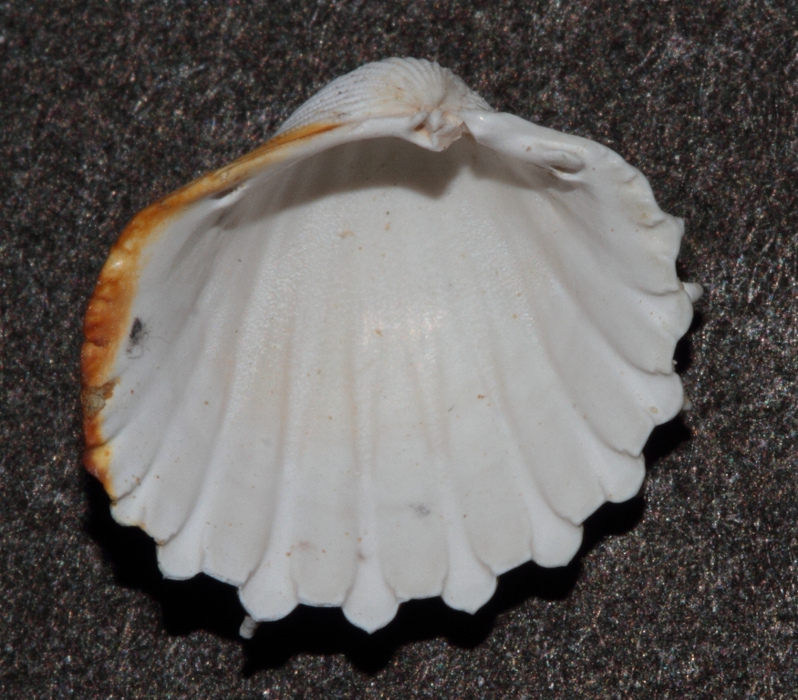 Miosen bivalvia - Fossil ID - The Fossil Forum