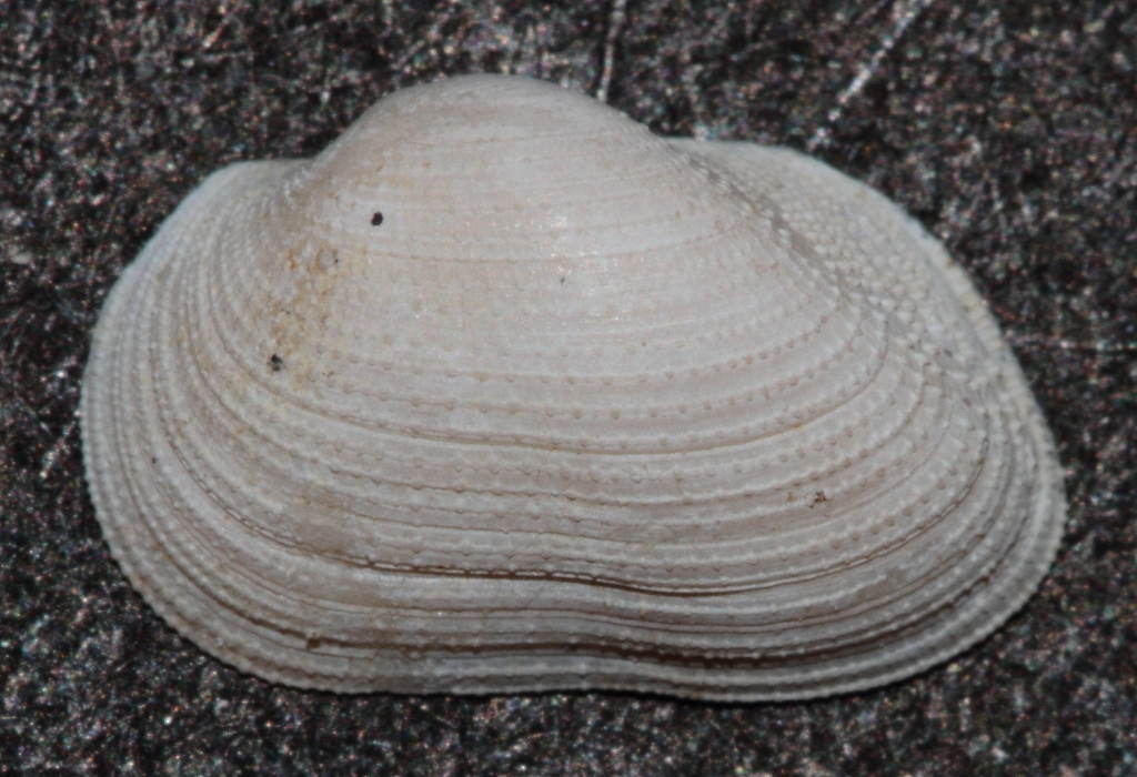 miosen bivalvia3 - Fossil ID - The Fossil Forum