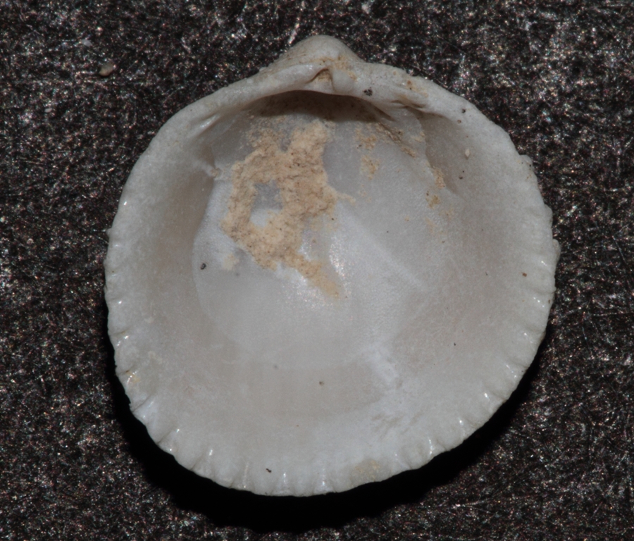 Miosen bivalvia2 - Fossil ID - The Fossil Forum