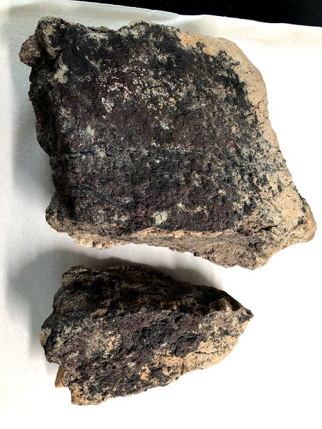 Help with interpreting fossils - Fossil ID - The Fossil Forum