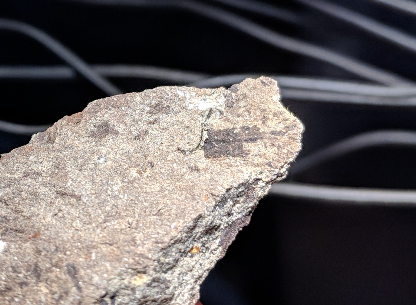 Leaf imprint? Wood fragment? Blakeley formation (Seattle) - Fossil ID ...