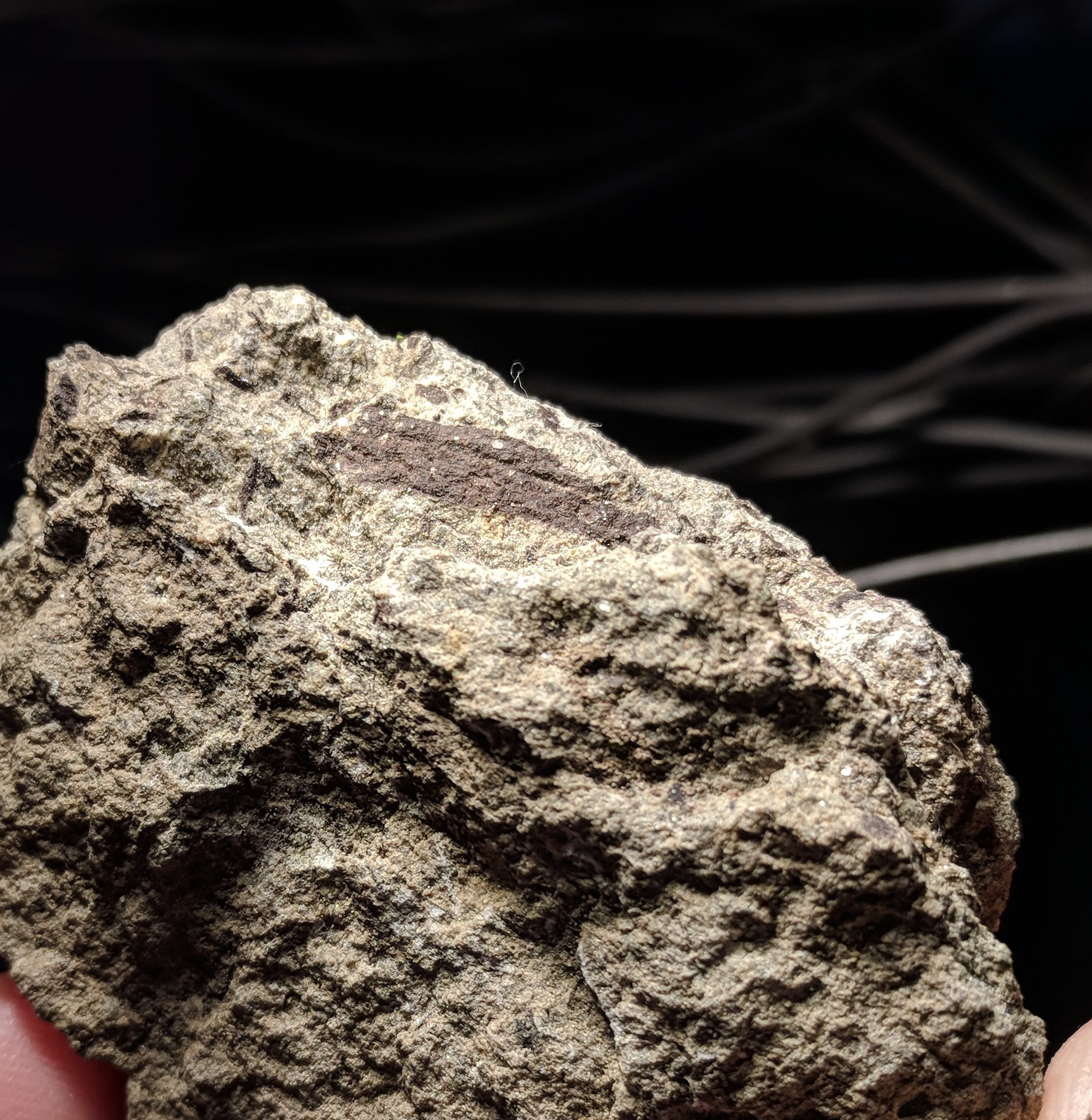 Leaf imprint? Wood fragment? Blakeley formation (Seattle) - Fossil ID ...