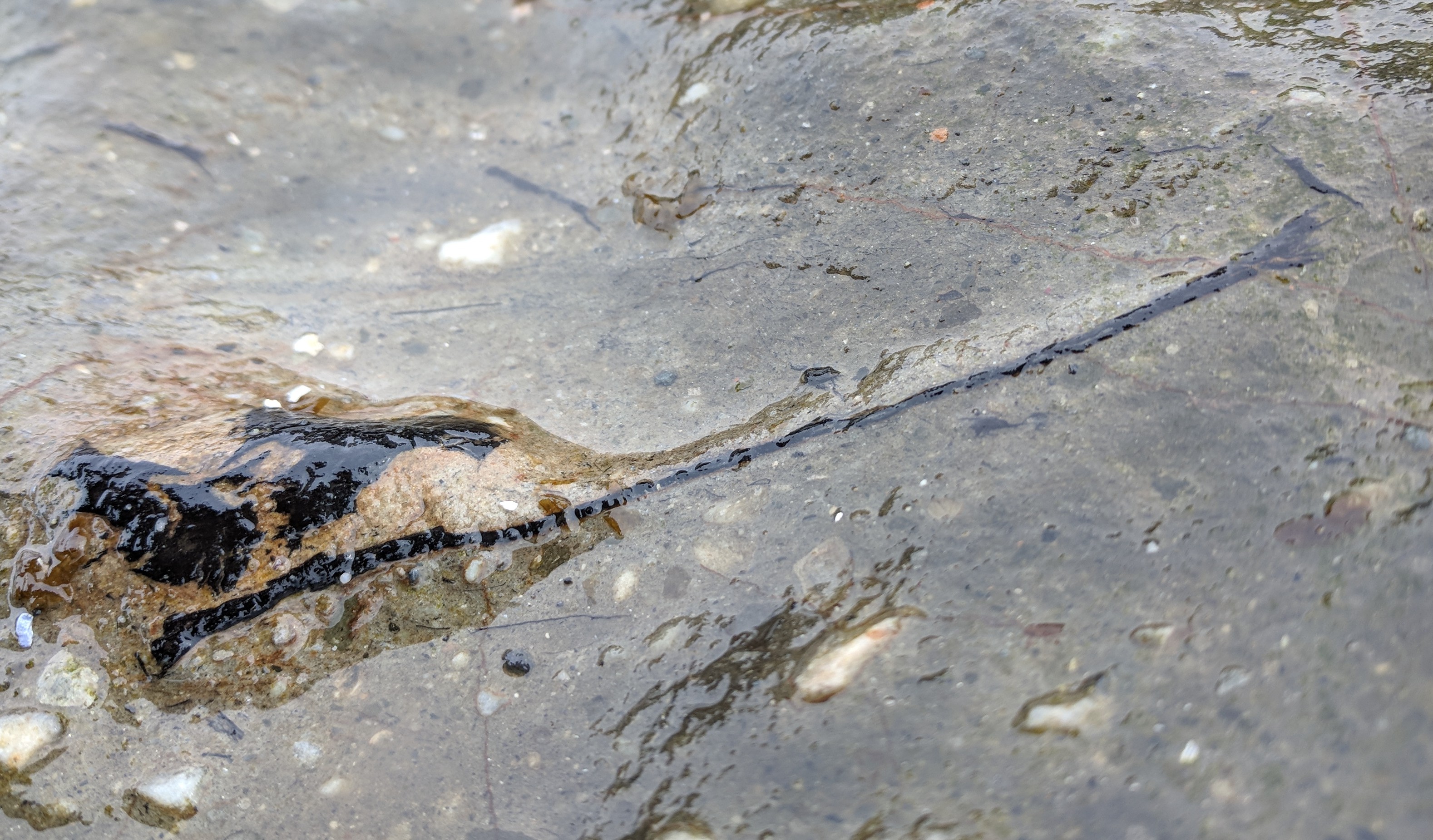 Beach hunting the Blakeley formation in West Seattle? - Fossil Hunting ...