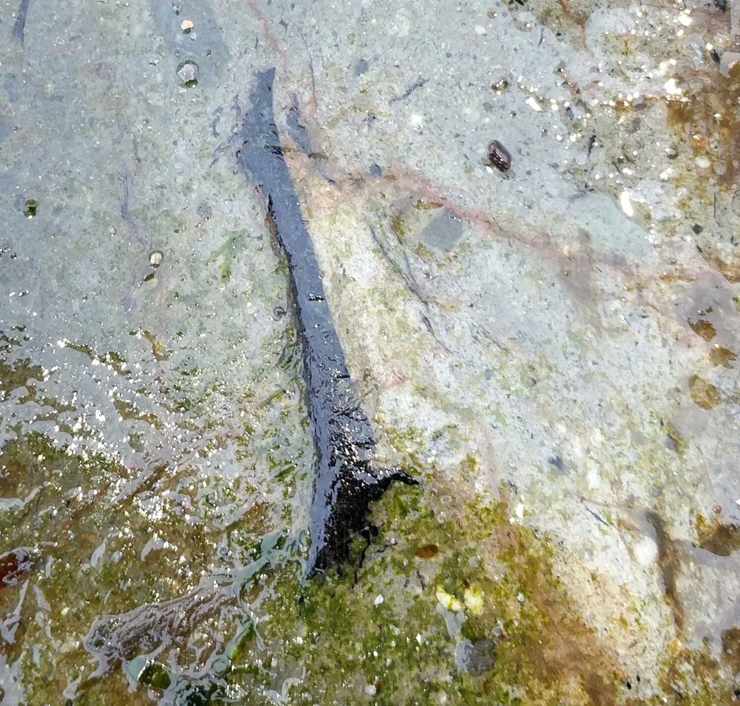 Beach hunting the Blakeley formation in West Seattle? - Fossil Hunting ...