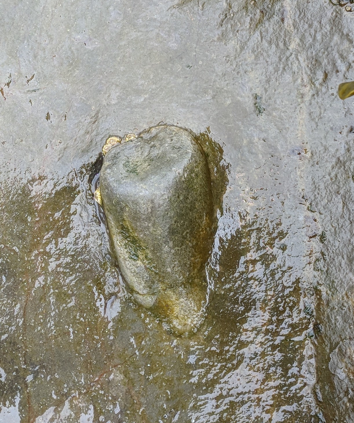 Beach hunting the Blakeley formation in West Seattle? - Fossil Hunting ...