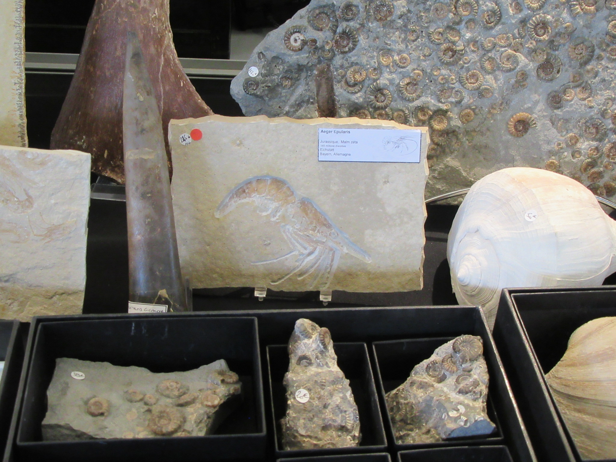 stolen fossils - General Fossil Discussion - The Fossil Forum