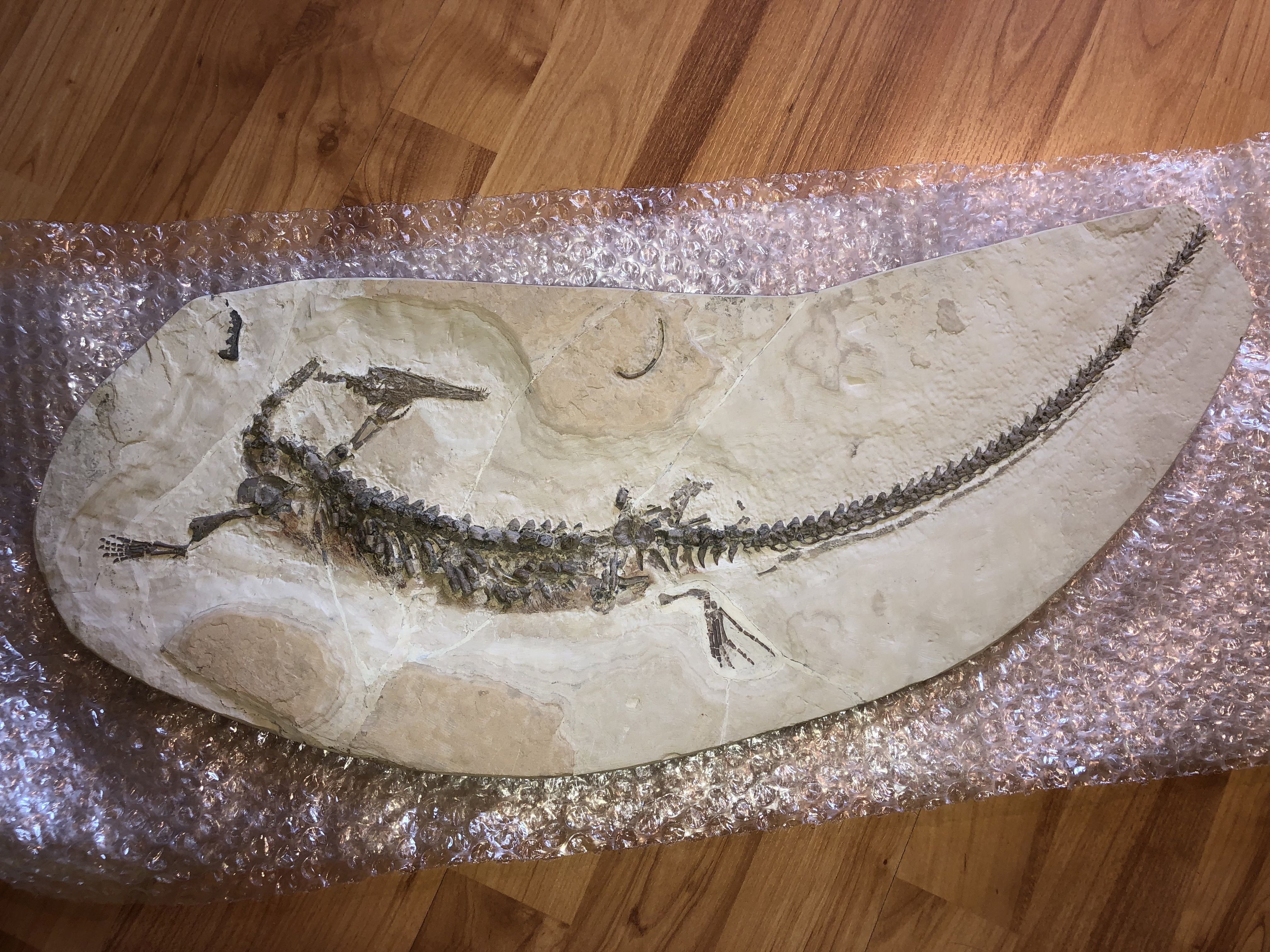 my collection - Member Collections - The Fossil Forum
