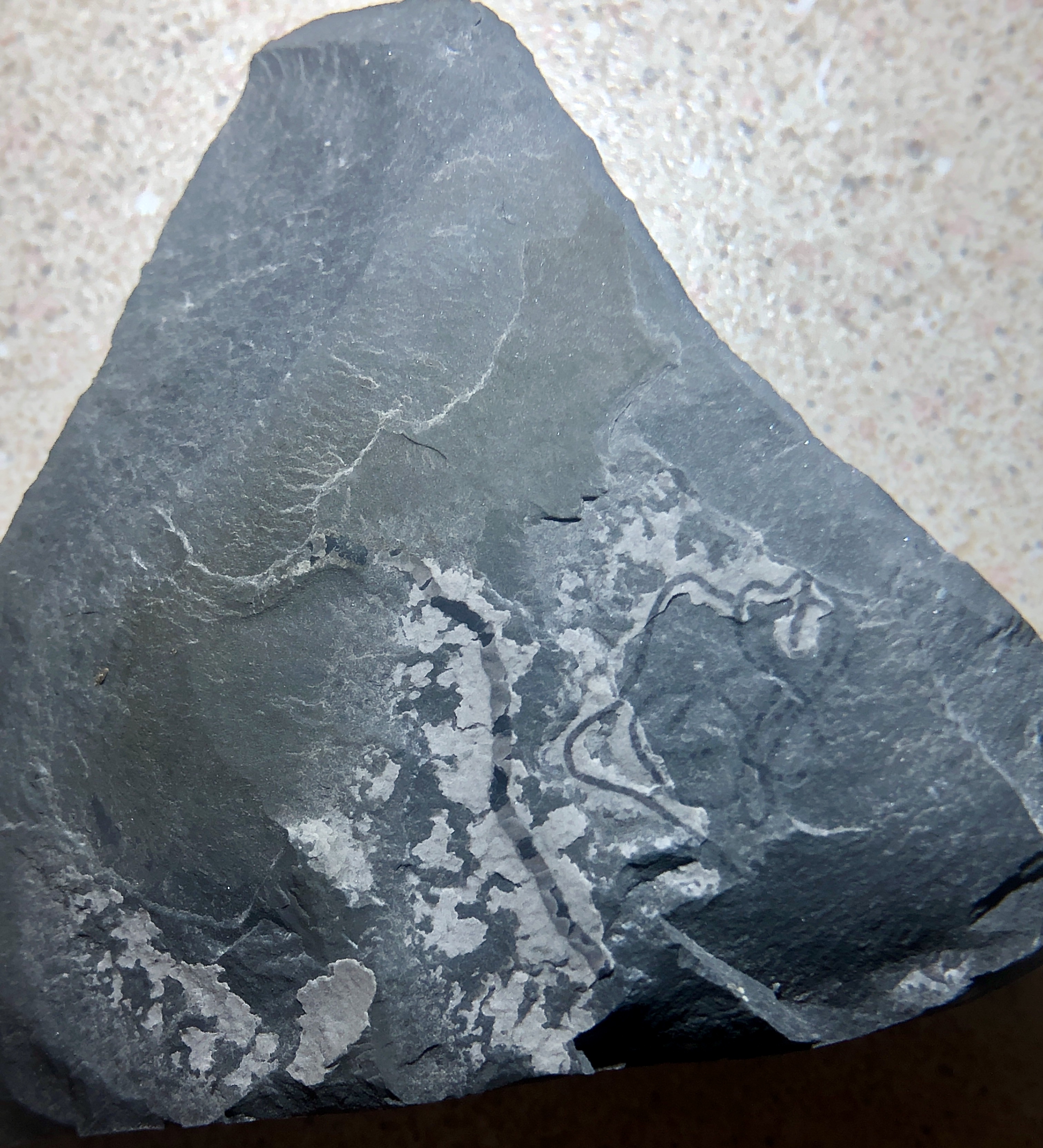 Pre/Cambrian Collection - Page 2 - Member Collections - The Fossil Forum