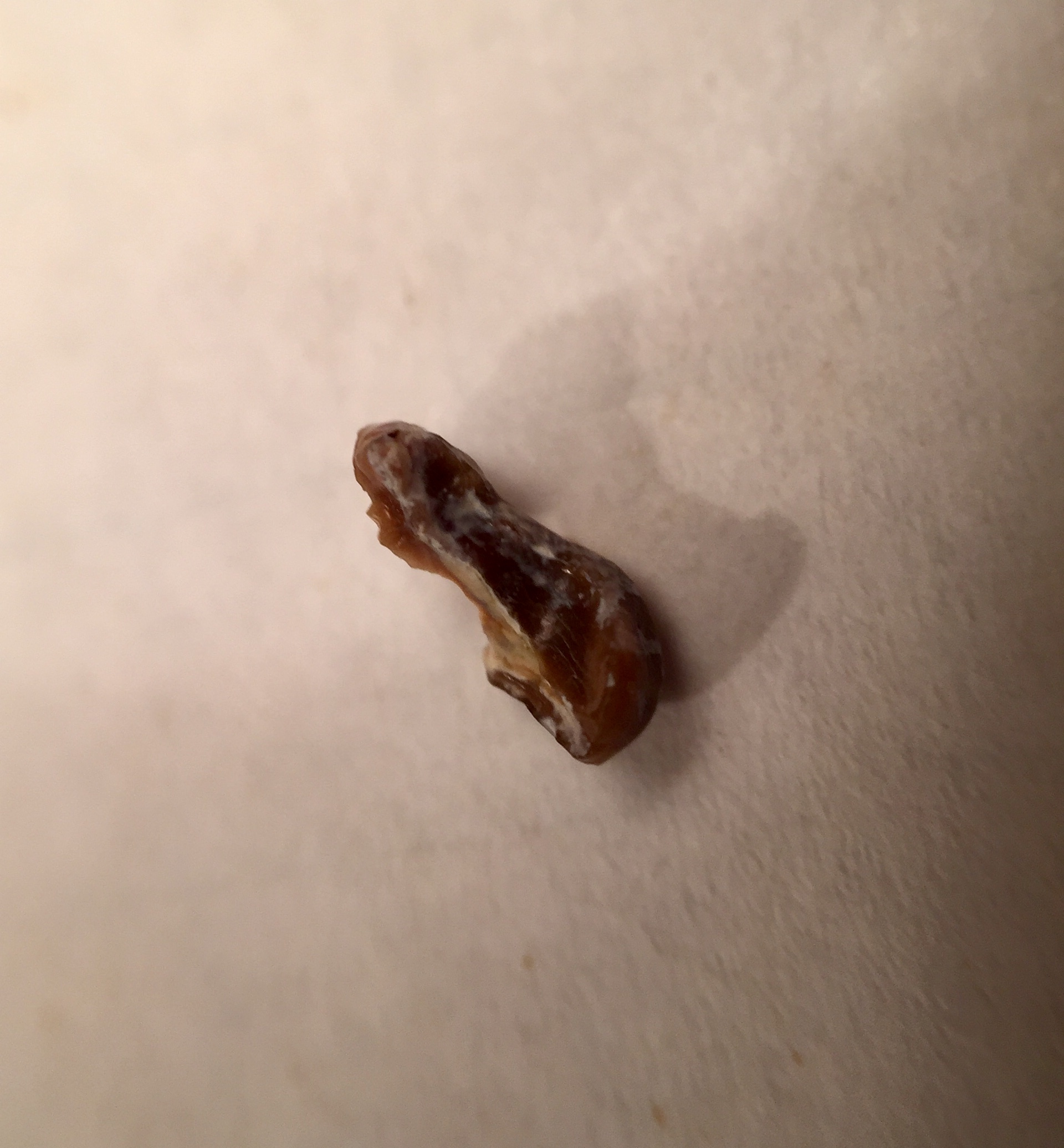 Lance fm Mammal Tooth? - Fossil ID - The Fossil Forum