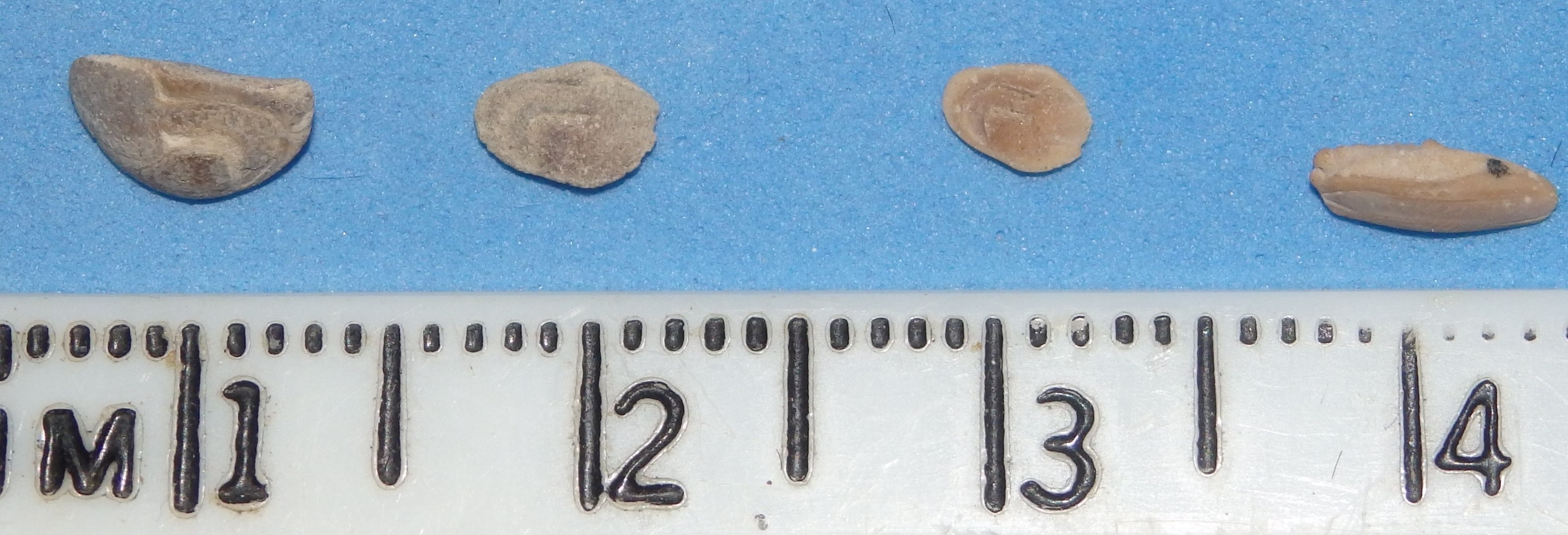 Otoliths near Aquasco, Prince George's Co., Md - Member Collections ...