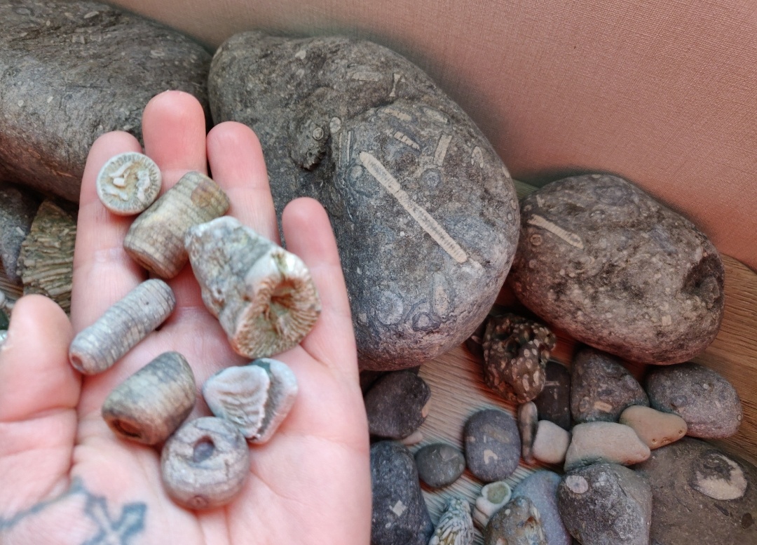 Beach fossil identification - Fossil ID - The Fossil Forum