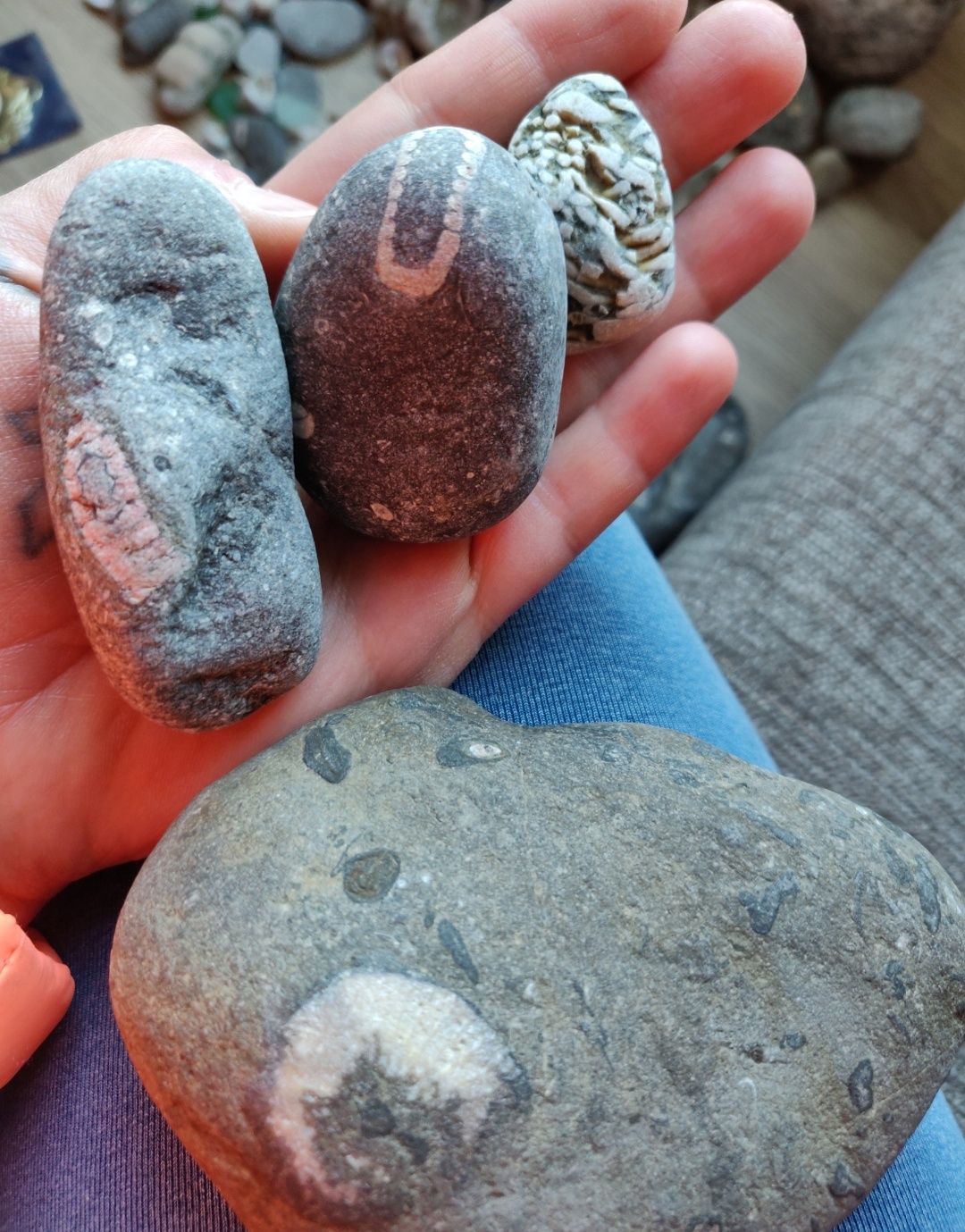 Beach fossil identification - Fossil ID - The Fossil Forum