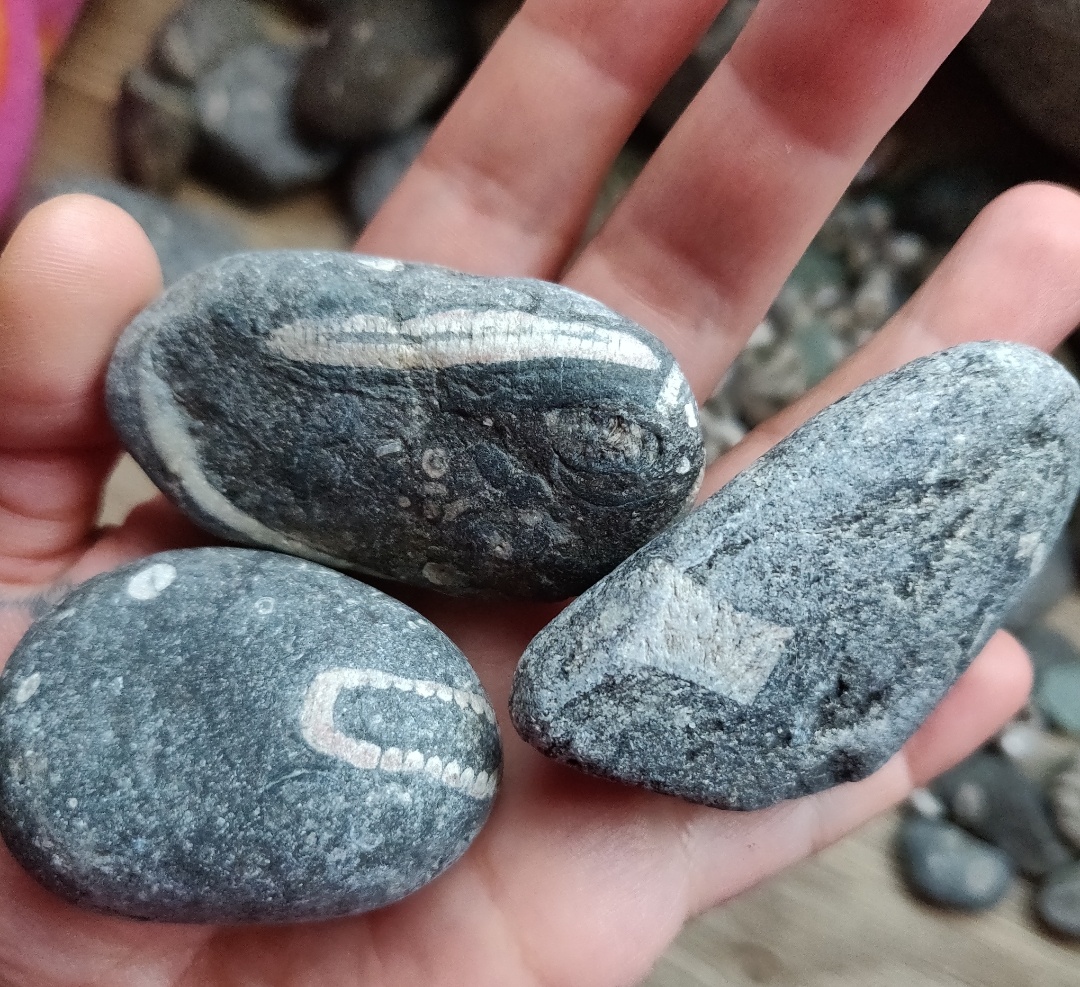Beach fossil identification - Fossil ID - The Fossil Forum