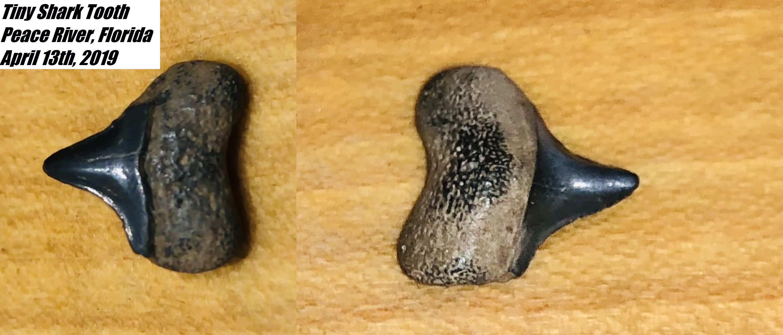 Saturday at Peace - Fossil Hunting Trips - The Fossil Forum
