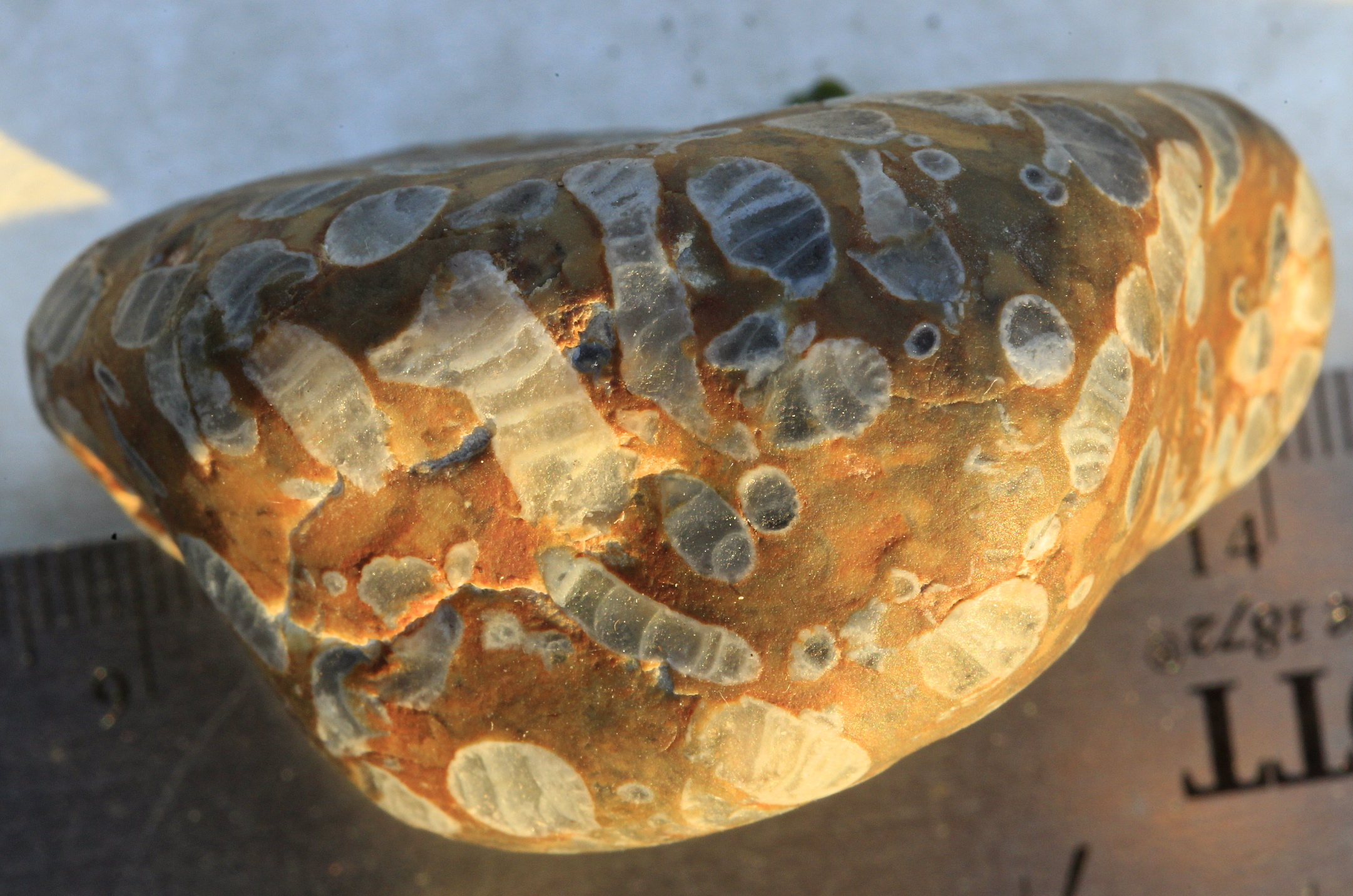 ID Help - Fossil ID - The Fossil Forum