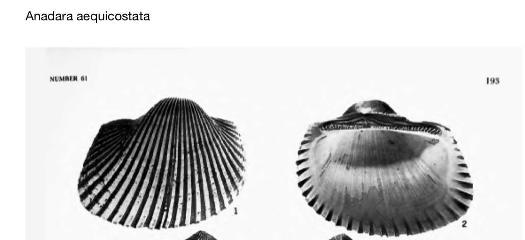 Mesozoic bivalvia - Fossil ID - The Fossil Forum