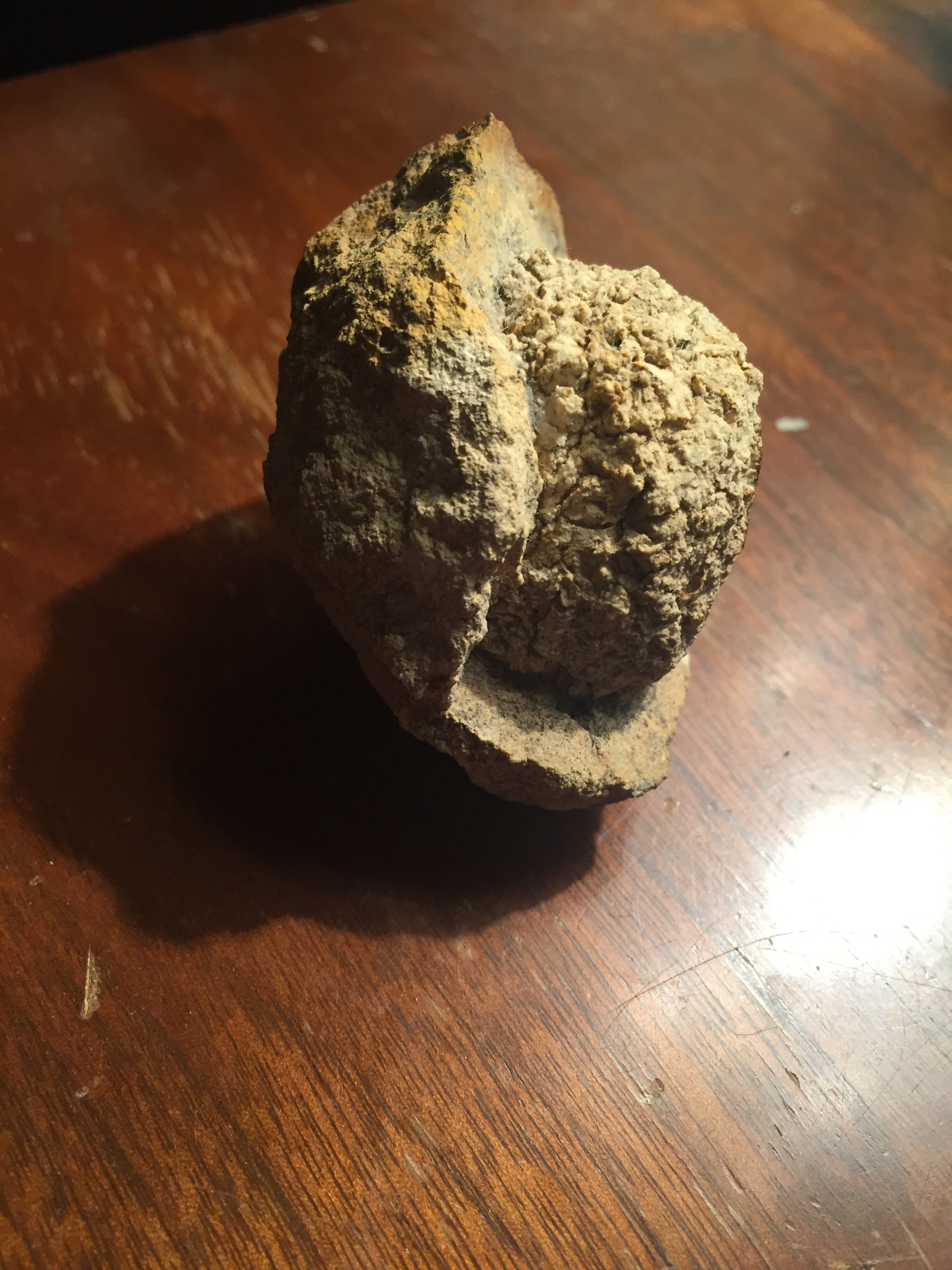 Fossilized Nut? - Fossil ID - The Fossil Forum