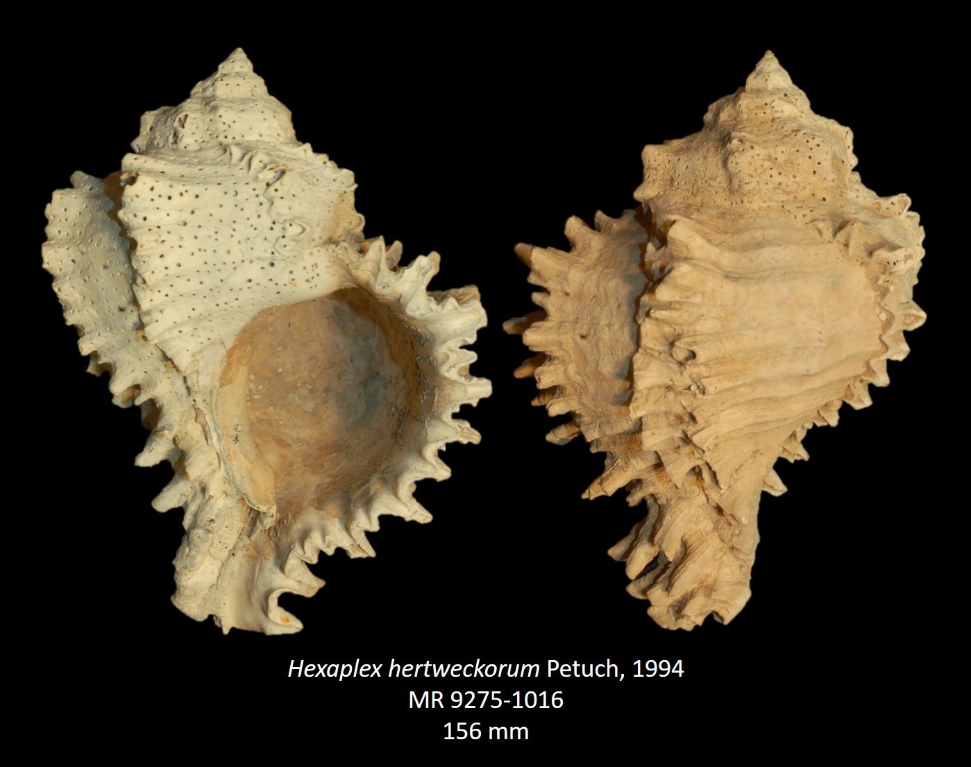Hexaplex hertweckorum - Gastropods - The Fossil Forum