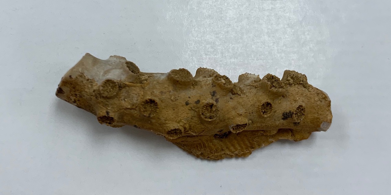 Texas Fossils Identification - Fossil ID - The Fossil Forum