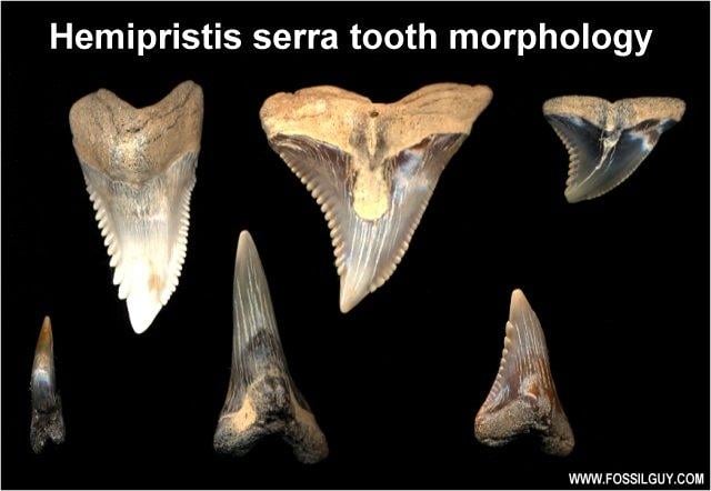 Strange Tooth? - Fossil ID - The Fossil Forum