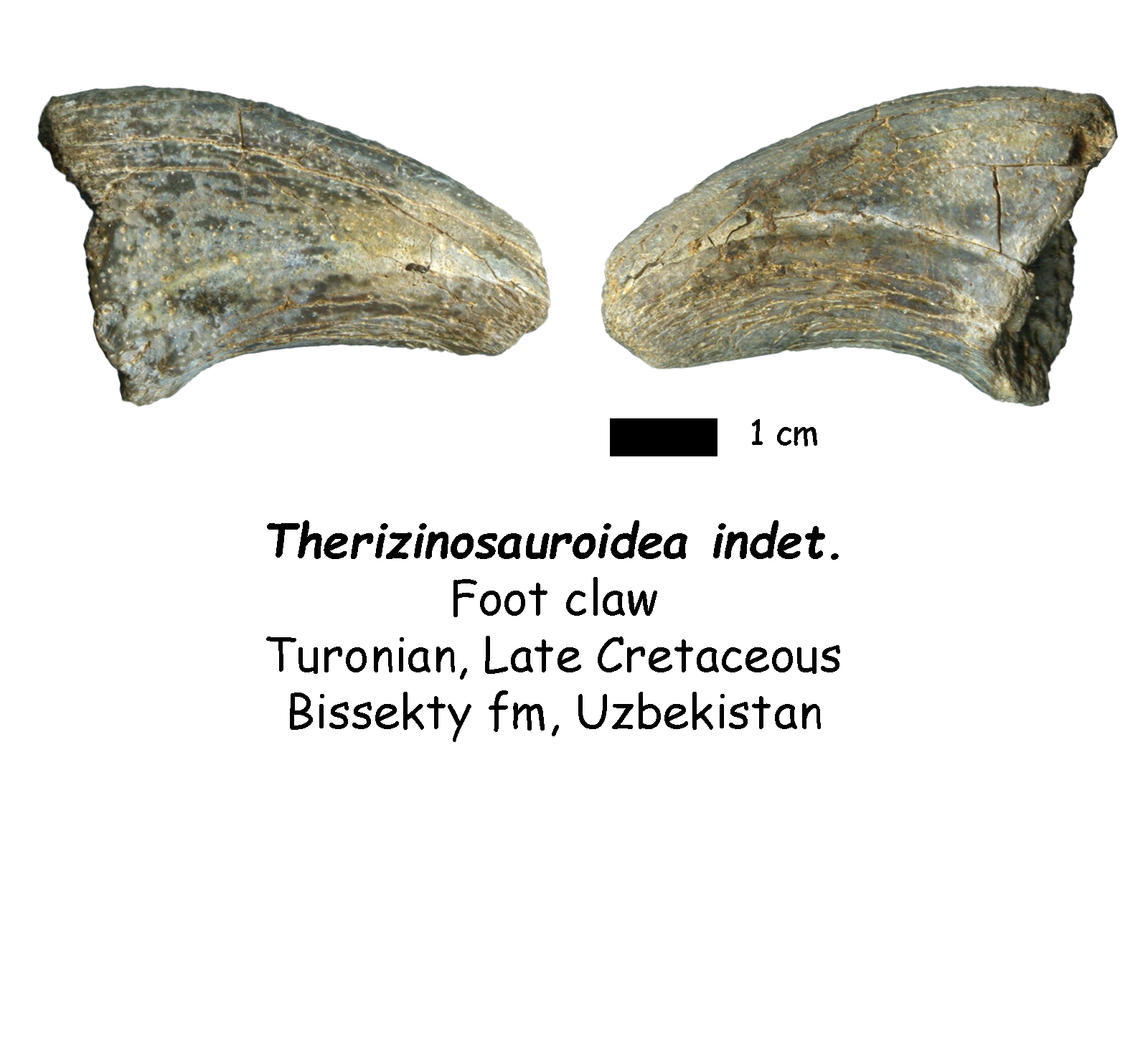 My dinosaurs from Europe & Asia - Member Collections - The Fossil Forum