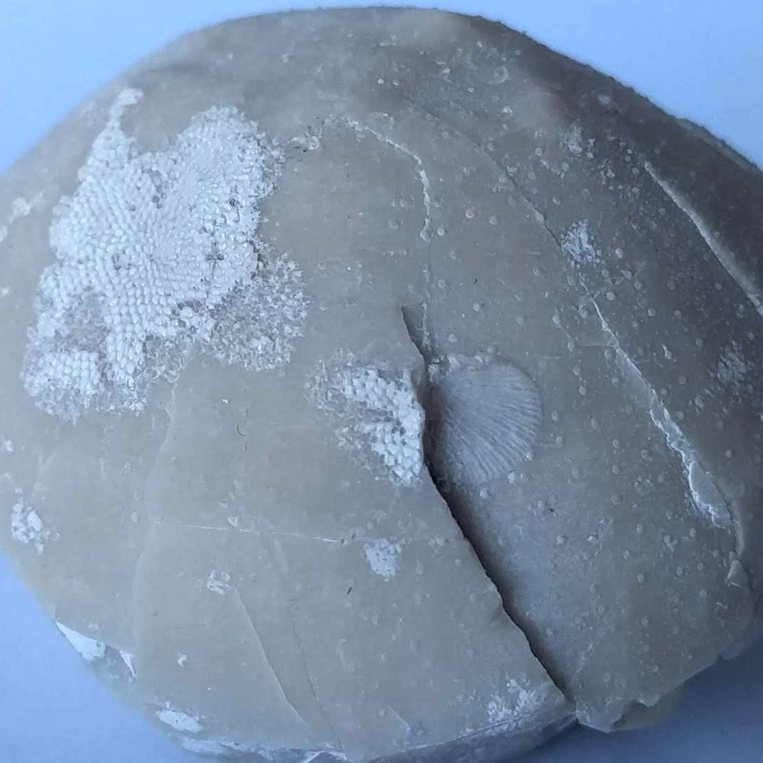 Echinoid - What are these fish-like details? - Fossil ID - The Fossil Forum