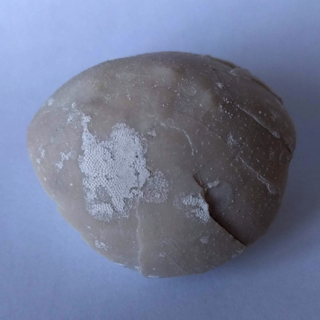 Echinoid - What are these fish-like details? - Fossil ID - The Fossil Forum
